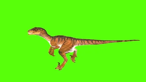 Raptor Sprinting Green Screen Animation ... | Stock Video | Pond5