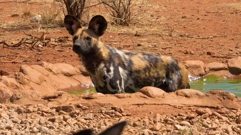 Rare and endangered African wild dogs ro... | Stock Video | Pond5