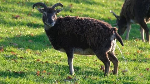 Animals Peeing Stock Footage ~ Royalty Free Stock Videos | Page 3