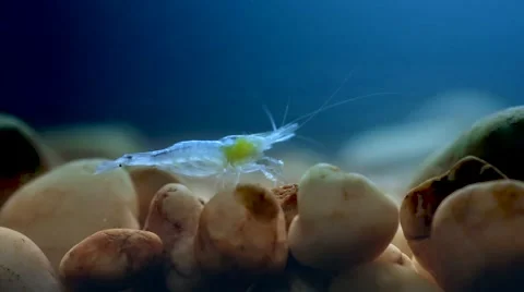Rare, Endangered Kentucky Cave Shrimp Sw... | Stock Video | Pond5