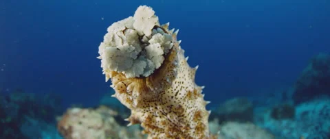 Rare footage of a Black spotted sea cucu... | Stock Video | Pond5