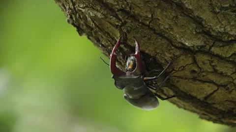 Rare insect stag beetle still on a tree ... | Stock Video | Pond5