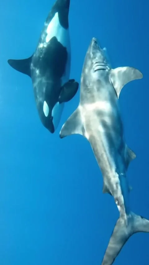 Meeting Animals Stock Videos – Royalty-Free HD & 4K Videos