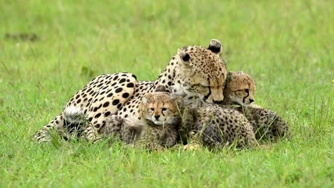 Rare Shot of cheetahs Family with cubs i... | Stock Video | Pond5