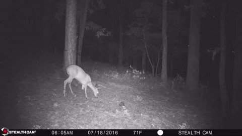 3 Legged Deer Stock Video Footage | Royalty Free 3 Legged Deer Videos | Pond5