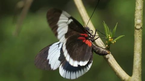Rare tropical rainforest butterfly flys ... | Stock Video | Pond5