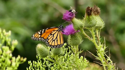 Videos Of Peeing Stock Videos – Royalty-Free HD & 4K Videos | Pond5