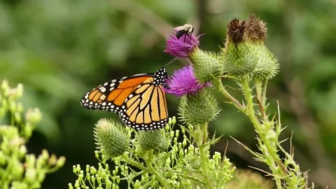 My Slo Stock Videos – Royalty-Free HD & 4K Videos