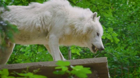 rare white wolf in tiny ZOO | Stock Video | Pond5
