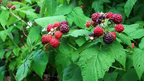 Blowing A Raspberry Stock Footage ~ Royalty Free Stock Videos | Pond5