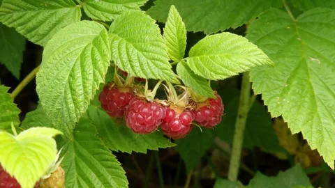 Blowing A Raspberry Stock Footage ~ Royalty Free Stock Videos | Pond5