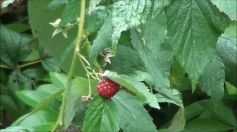 Blowing A Raspberry Stock Footage ~ Royalty Free Stock Videos | Pond5