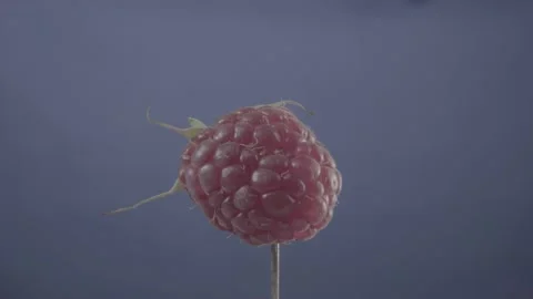 Raspberry rotating with loop on blue scr... | Stock Video | Pond5