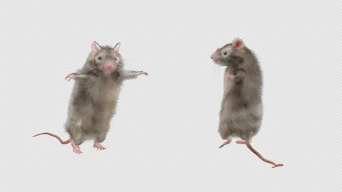 Rat Dance Stock Footage ~ Royalty Free Stock Videos | Pond5