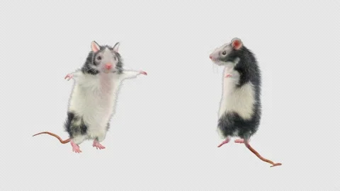 Rat Dance Stock Footage ~ Royalty Free Stock Videos | Pond5
