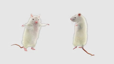Rat Dance Stock Footage ~ Royalty Free Stock Videos | Pond5