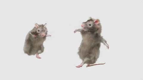 Rat Dance Stock Footage ~ Royalty Free Stock Videos | Pond5