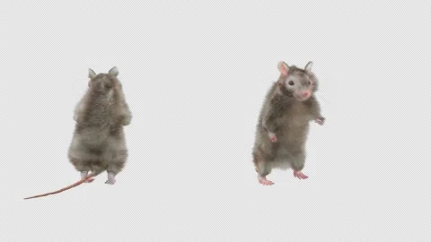 Rat Dance Stock Footage ~ Royalty Free Stock Videos | Pond5