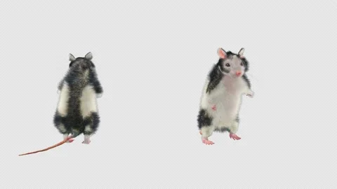 Rat Dance Stock Footage ~ Royalty Free Stock Videos | Pond5