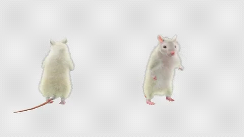 Rat Dance Stock Footage ~ Royalty Free Stock Videos | Pond5