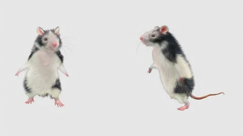 Rat Dance Stock Footage ~ Royalty Free Stock Videos | Pond5