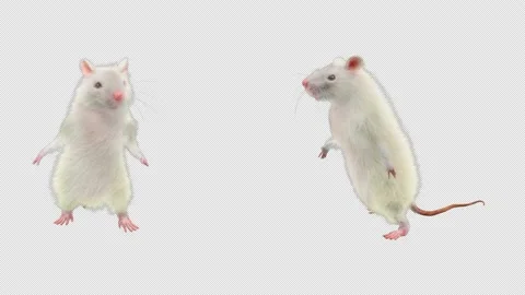 Rat Dance Stock Footage ~ Royalty Free Stock Videos | Pond5