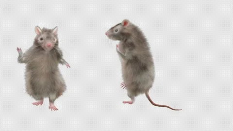 Rat Dance Stock Footage ~ Royalty Free Stock Videos | Pond5