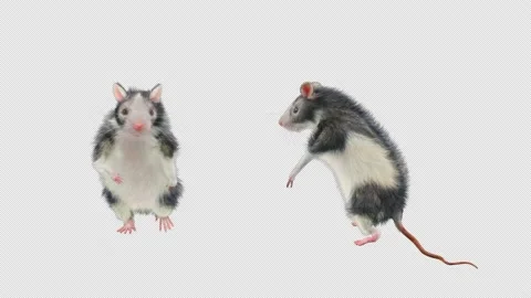 Rat Dance Stock Footage ~ Royalty Free Stock Videos | Pond5