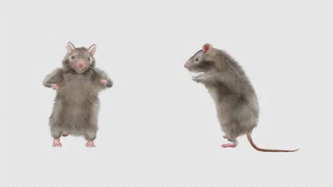 Rat Dance Stock Videos – Royalty-Free HD & 4K Videos | Pond5