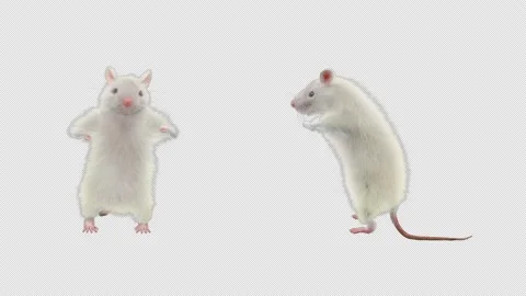 Rat Dancing, with Alpha matte. | Stock Video | Pond5