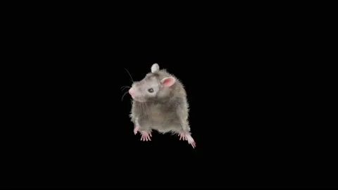Rat Dance Stock Videos – Royalty-Free HD & 4K Videos | Pond5