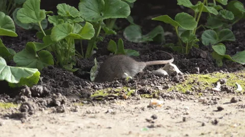 Rat Hole Stock Footage ~ Royalty Free Stock Videos | Pond5
