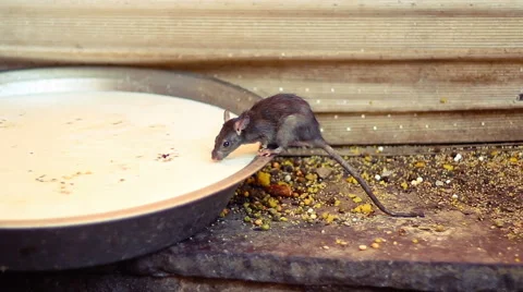 Rat drinking milk from a bowl at Karni M... | Stock Video | Pond5
