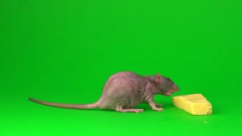 Rat dumbo sphinx eating cheese on green ... | Stock Video | Pond5