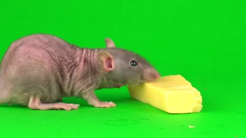 Rat dumbo sphinx eating cheese on green ... | Stock Video | Pond5