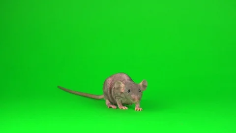 Rat Green Screen Stock Video Footage | Royalty Free Rat Green Screen ...
