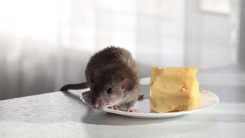 The rat is eating cheese from a white pl... | Stock Video | Pond5
