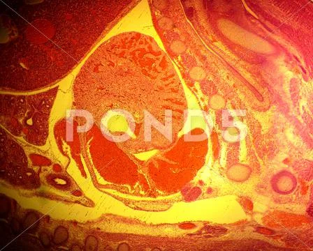 Rat embryo (Rattus sp.) - permanent slide plate under high ...