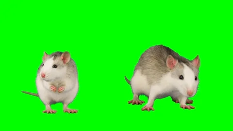 rat on green screen background | Stock Video | Pond5