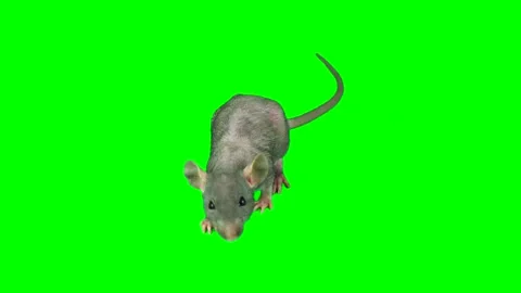 rat on green screen background | Stock Video | Pond5