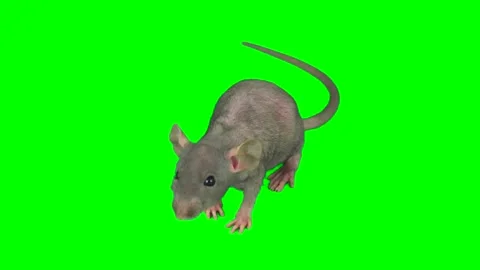 rat on green screen background | Stock Video | Pond5