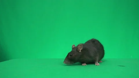 Rat Green Screen Stock Video Footage | Royalty Free Rat Green Screen ...