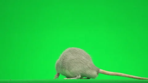 Rat on green screen | Stock Video | Pond5
