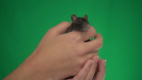 rat in human hands on a green background | Stock Video | Pond5