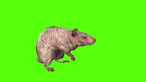 Rat Idle Green Screen Animation and 3D R... | Stock Video | Pond5
