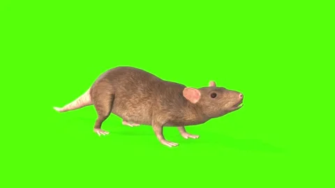 Rat Fight Stock Footage ~ Royalty Free Stock Videos | Pond5
