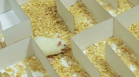 Rat Maze Stock Footage ~ Royalty Free Stock Videos | Pond5