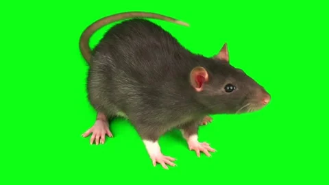 Green Screen Mouse Stock Footage ~ Royalty Free Stock Videos | Pond5