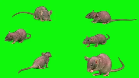 Green Screen Mouse Stock Footage ~ Royalty Free Stock Videos | Pond5