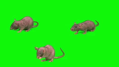 Green Screen Mouse Stock Footage ~ Royalty Free Stock Videos | Pond5